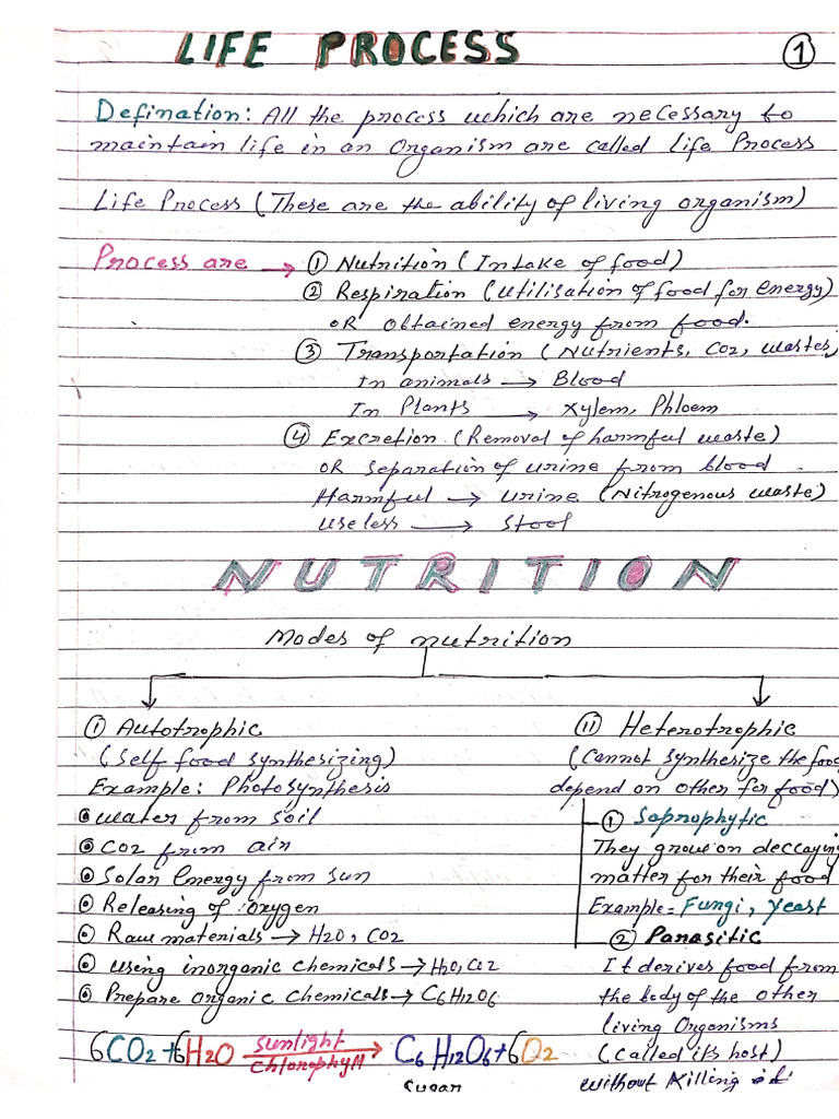 Life Process Nutrition | PDF