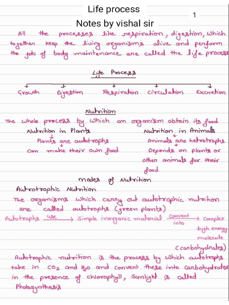 Class 10th Life Process | PDF
