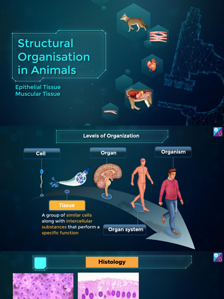 Animal Tissue Structure and Types | PDF | Epithelium | Muscle