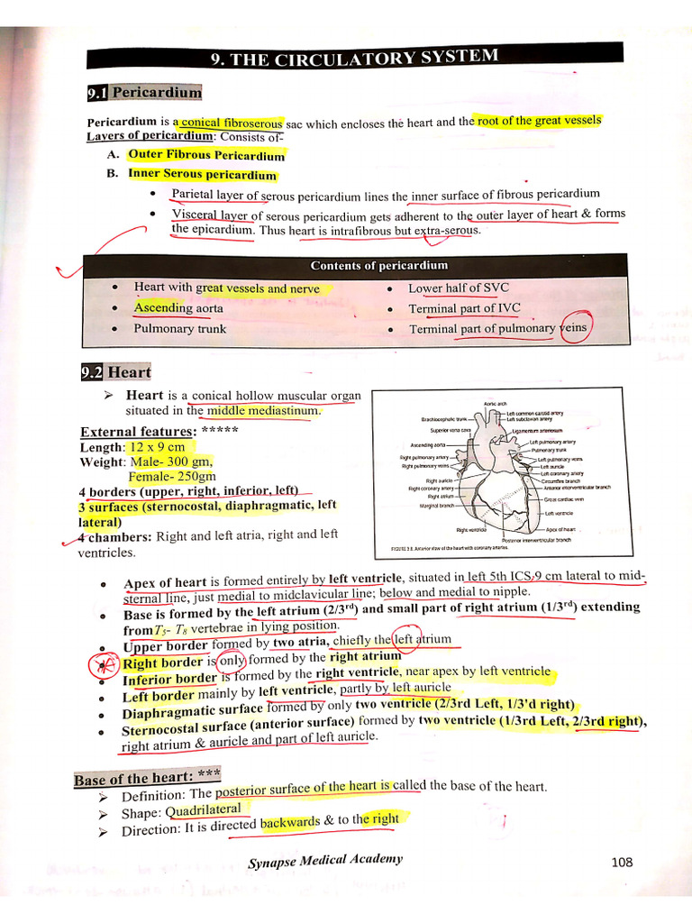 Anatomy 2 Circulatory System, Respiratory System | PDF