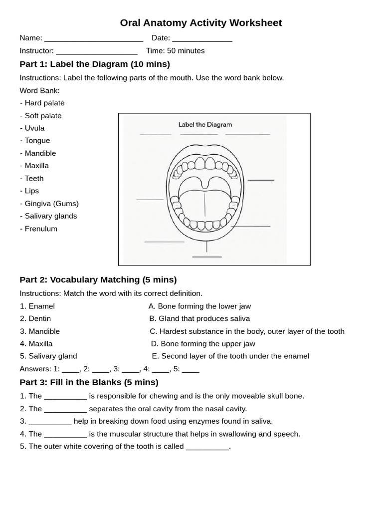 Mouth Anatomy Worksheet | PDF