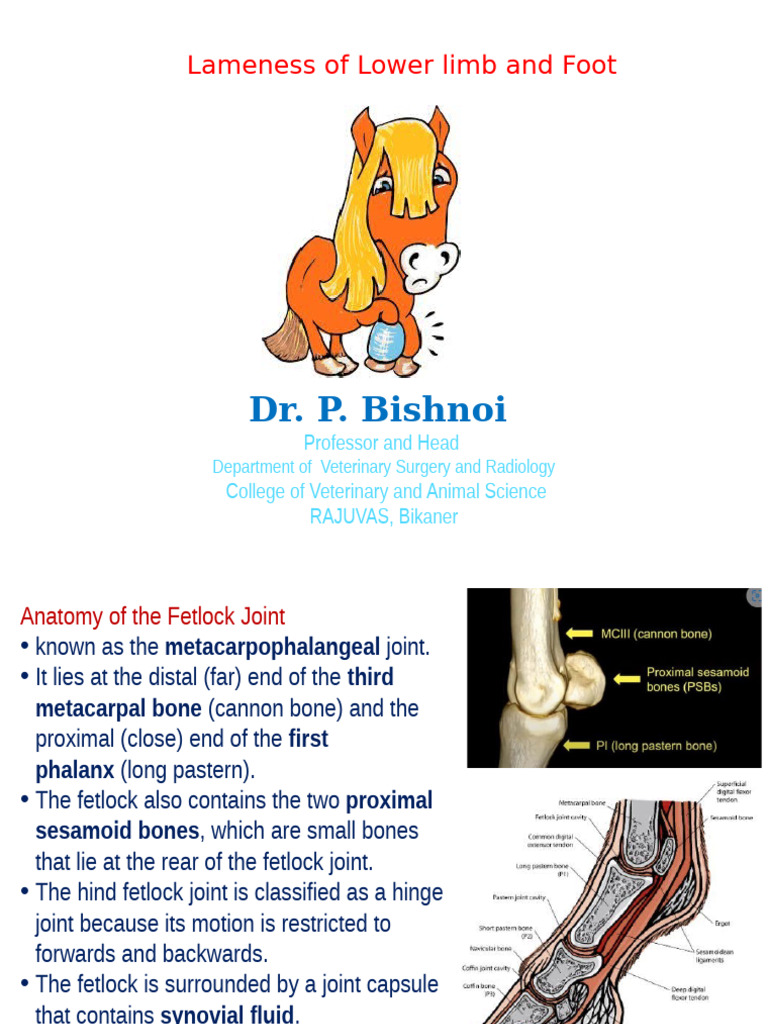 Lameness Lower Limb & Foot | PDF | Joint | Musculoskeletal System