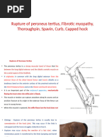 Feline Tarsal Injury Management | PDF | Anatomical Terms Of Location ...