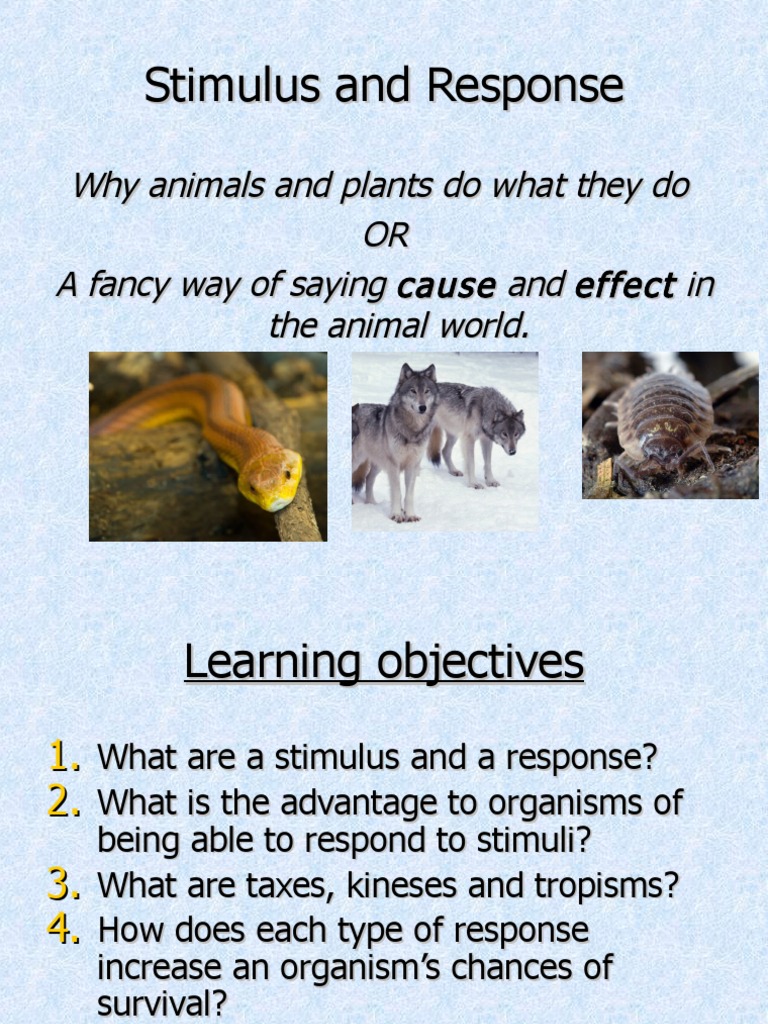 Stimulus and Response 1202604916520991 5 | PDF | Stimulus (Physiology ...