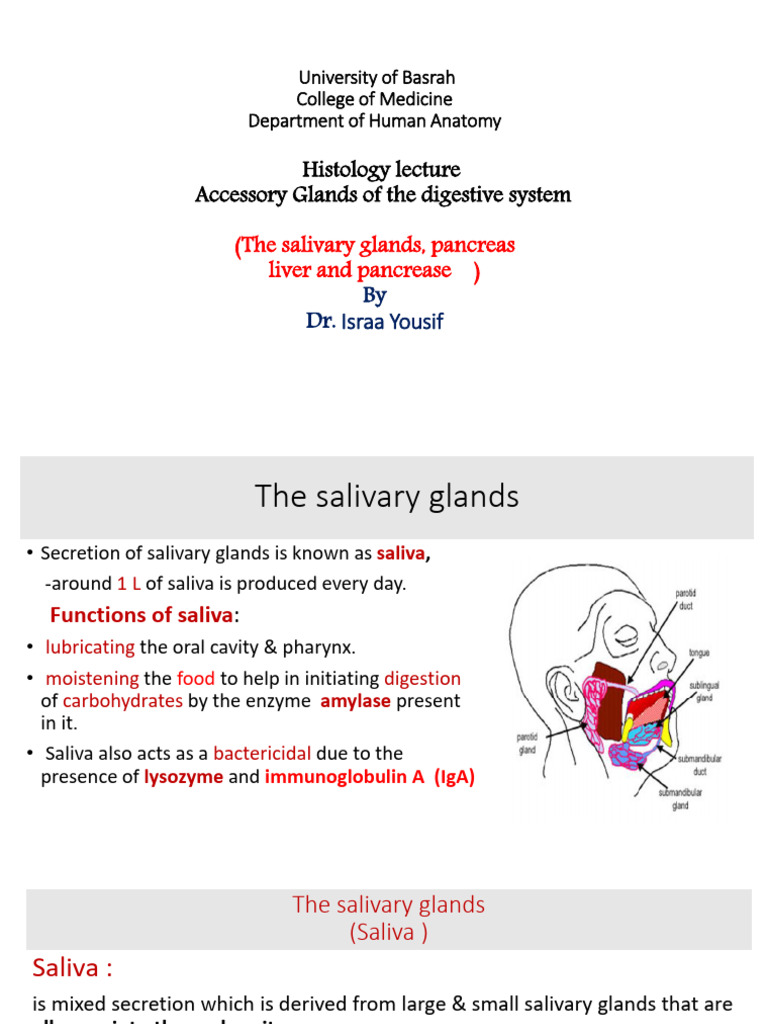 Accessory Glands in Digestive System | PDF | Pancreas | Hepatocyte