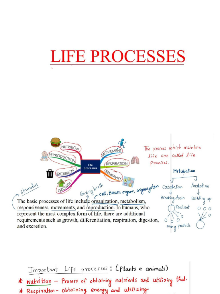 Life Processes | PDF