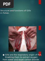 Fish Gill Respiration Explained | PDF | Gill | Respiratory System