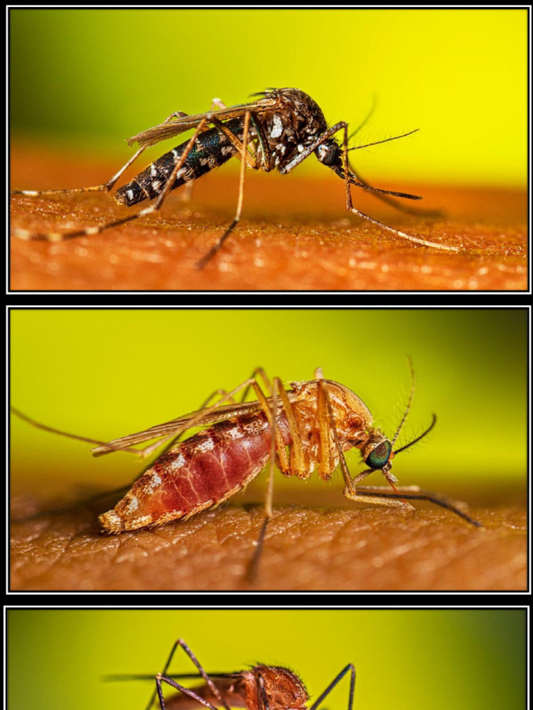 Vector Identification & Life Cycle - Mosquitoes | PDF | Mosquito ...