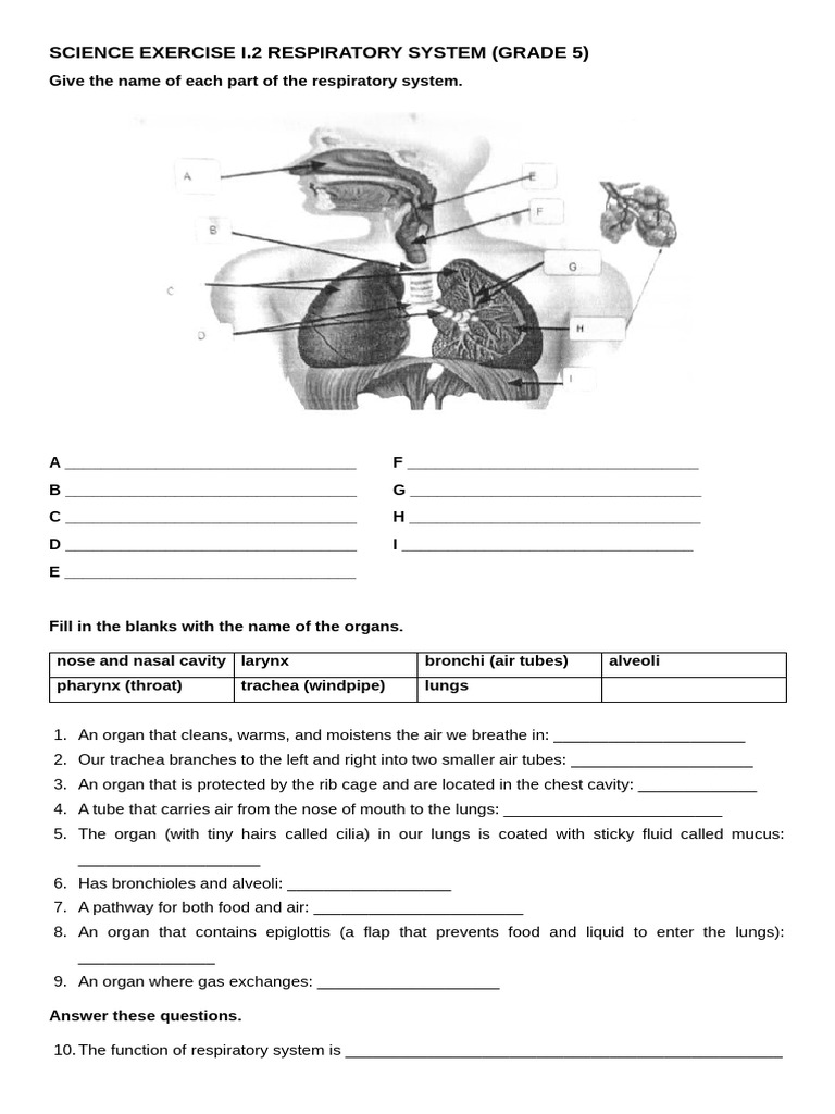 Grade 5 Respiratory System Worksheet | PDF | Respiratory Tract | Lung