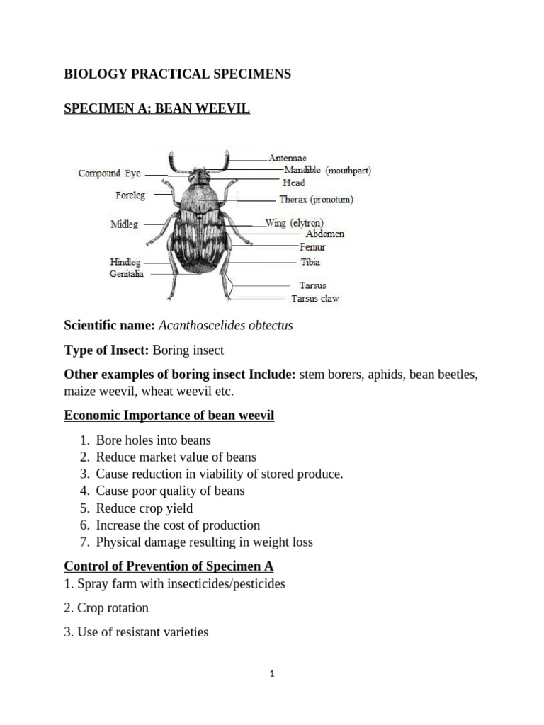 Biology Practical Specimens Overview | PDF | Feather | Seed