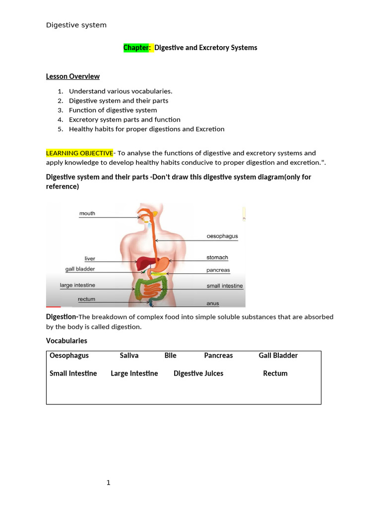 Notebook Guidelines Digestive and Excretory System 1 | PDF | Digestion ...
