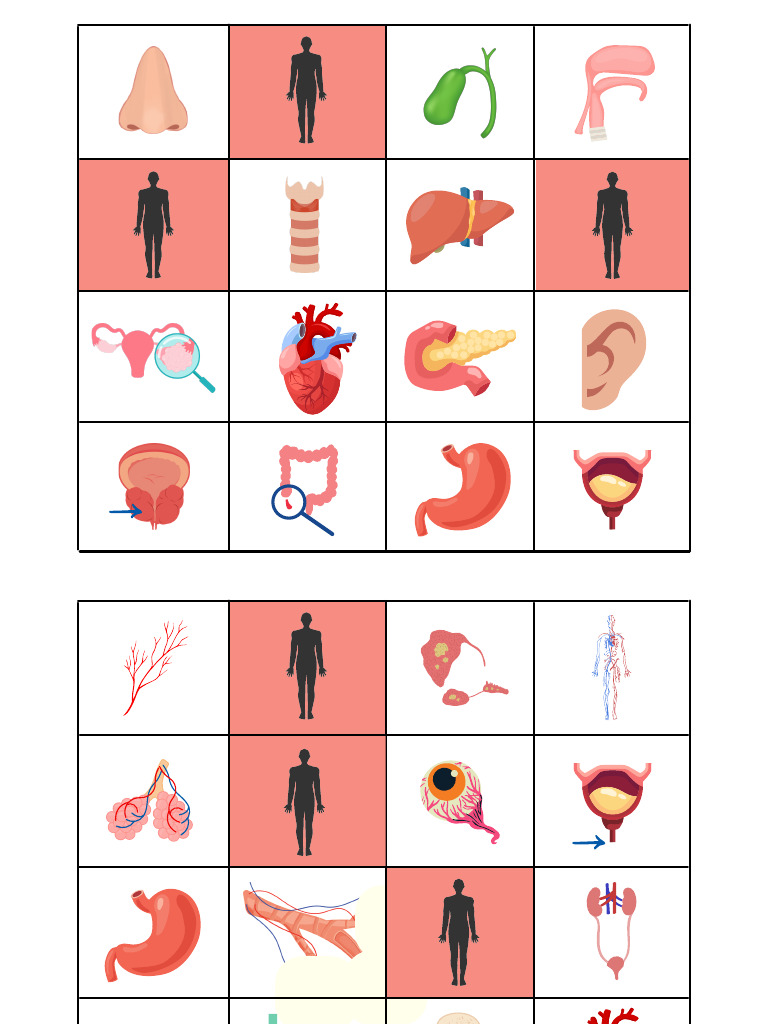 Bingo Del Cuerpo Humano | PDF | Sistema digestivo humano | Sistema ...