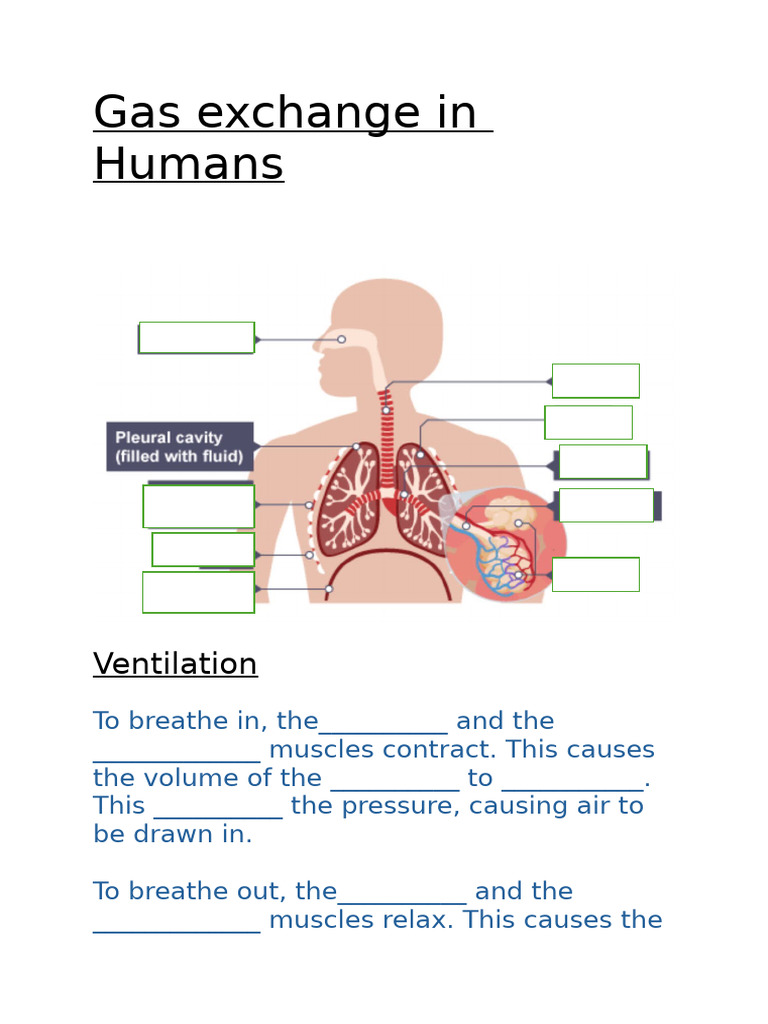 Gas Exchange in Humans | PDF