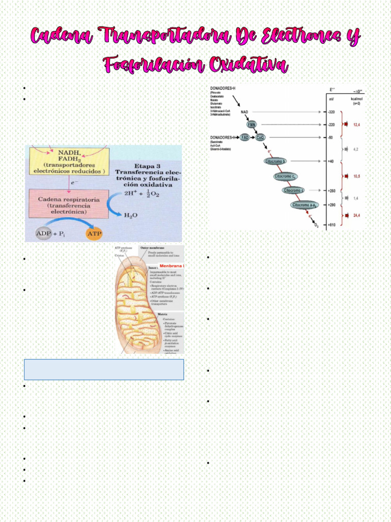 5 Cadena Transportadora de Electrones y Fosforilacion Oxidativa | PDF | Trifosfato de adenosina ...