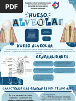 Estructura y función del proceso alveolar | PDF | Hueso | Anatomía