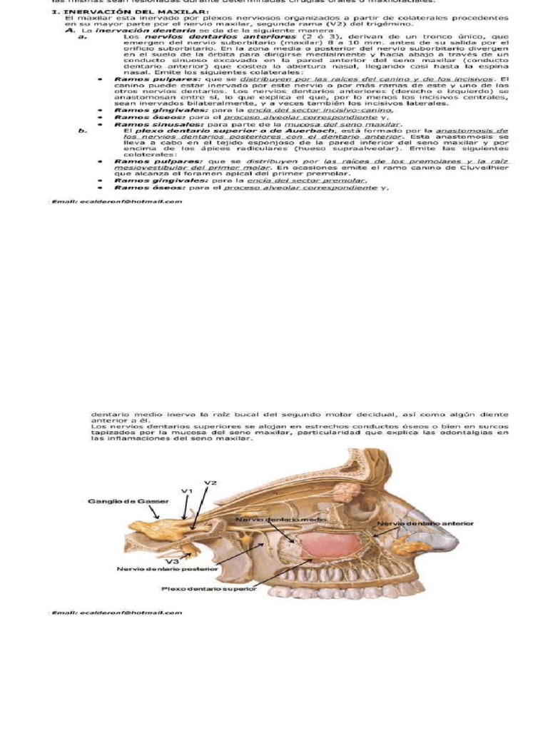 Nervi Oden Tario | PDF