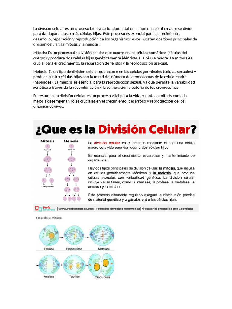 La División Celular Es Un | PDF