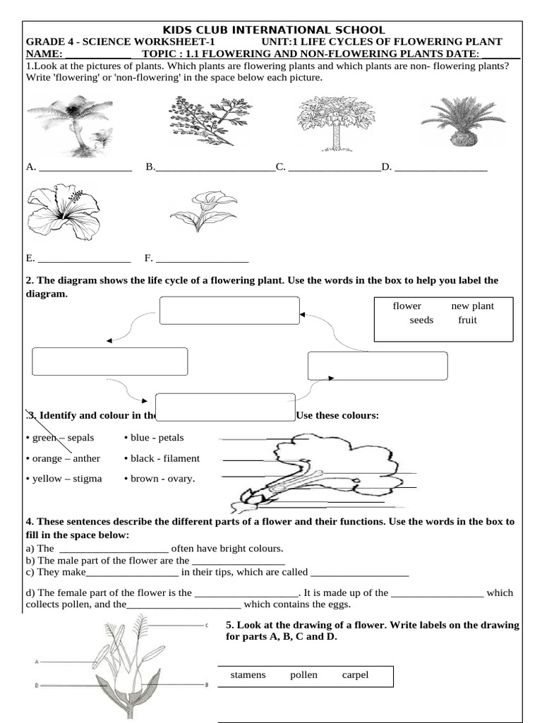Grade 4 2025-2026 Unit 1 WS Final | PDF | Flowers | Seed