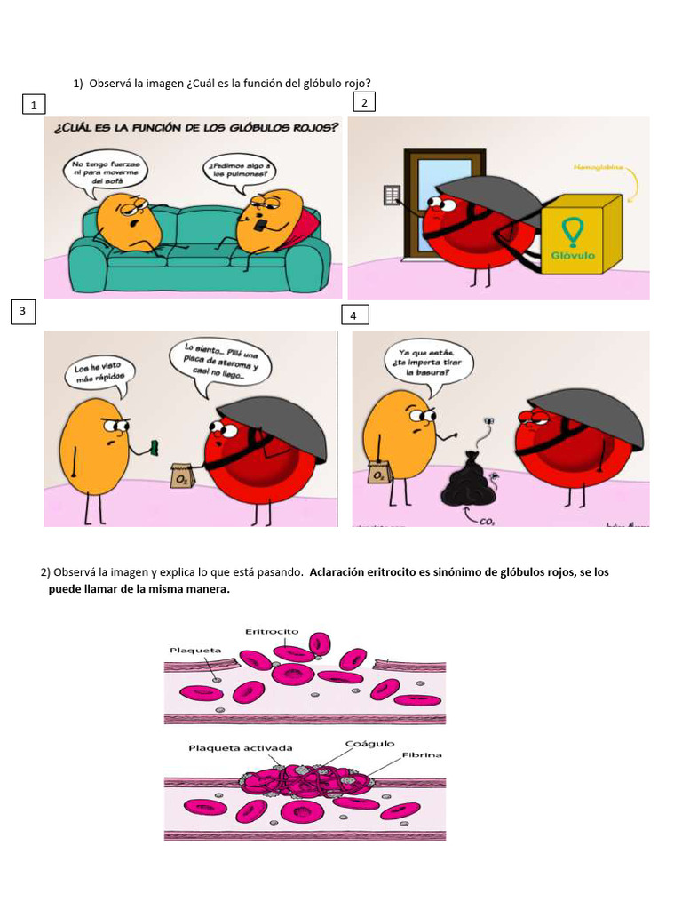 Actividad de Tipos Celulares. | PDF