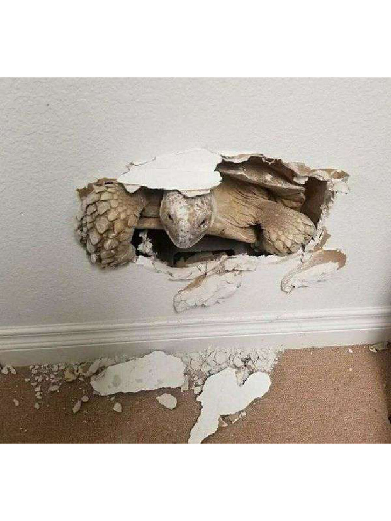 Animal Meme - Turtle Meme - Breakthrough Meme | PDF