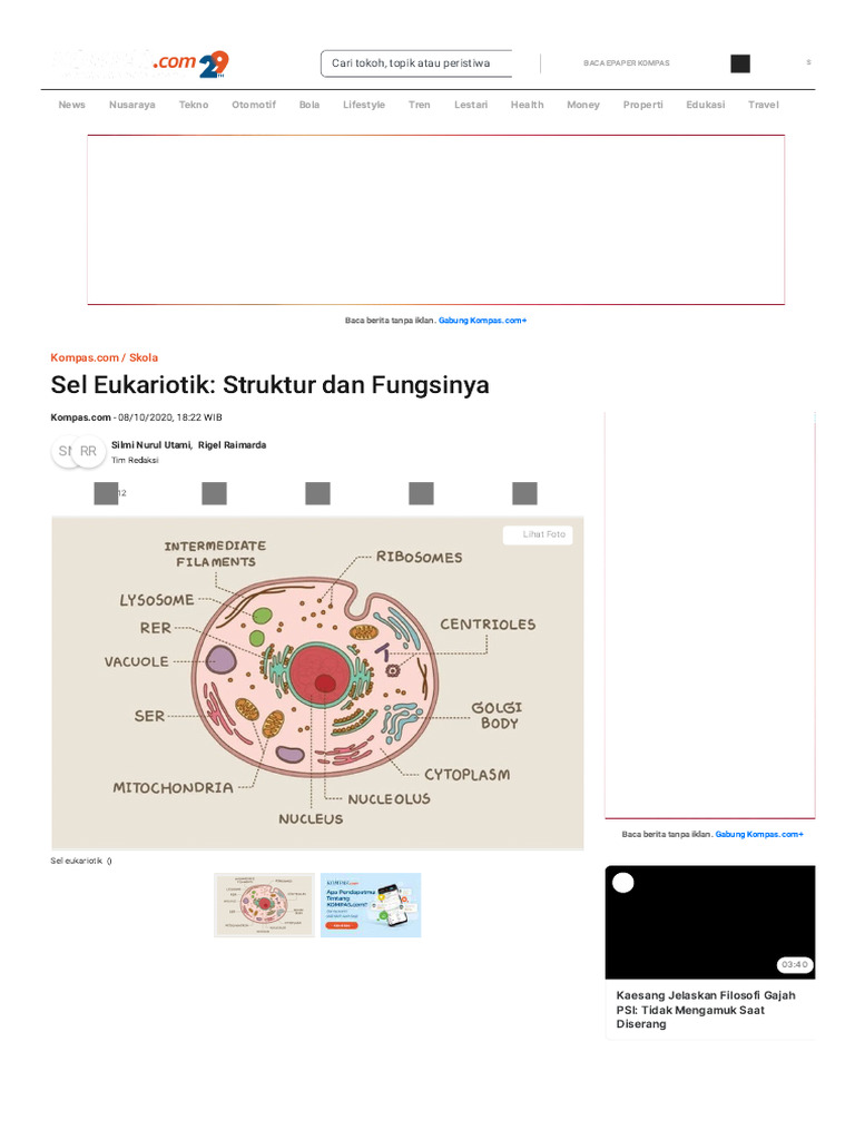 KELOMPOK 3 Sel Eukariotik - Struktur Dan Fungsinya | PDF
