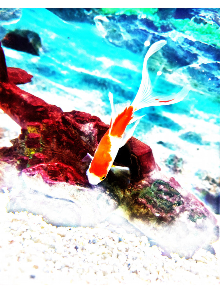 Pececito Imagecolor | PDF