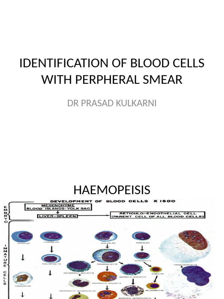Peripheral Smear Examination | PDF | Staining | White Blood Cell