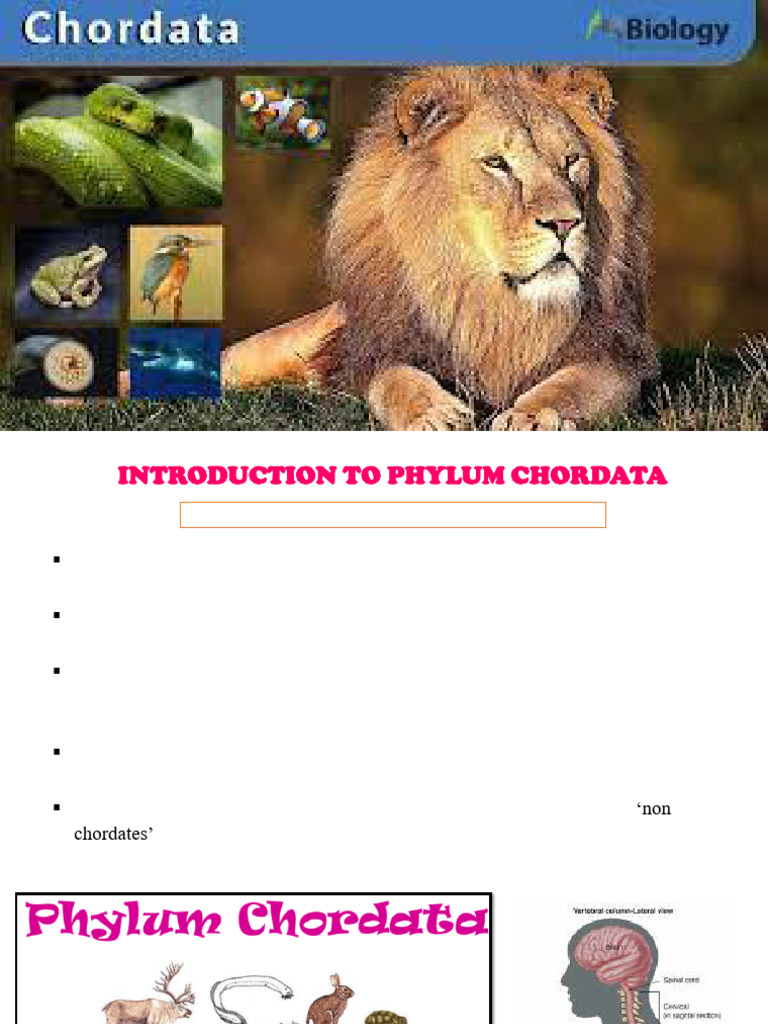 SYBSC Phylum Chordata | PDF | Vertebrates | Gill