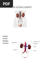 Urology Medical Terminology | PDF | Urinary System | Kidney