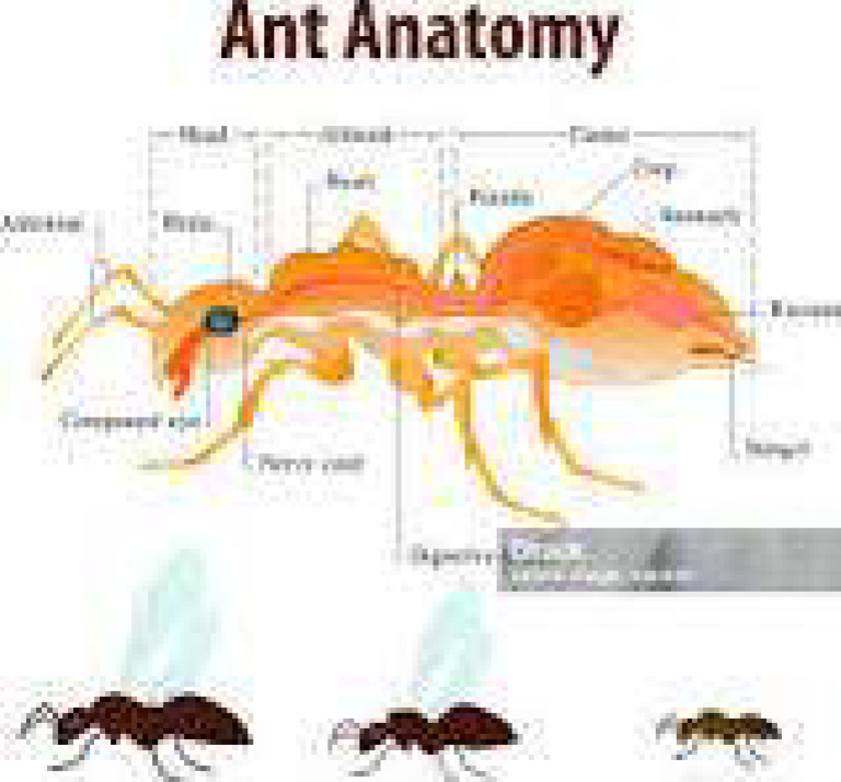 Anatomi Semut | PDF