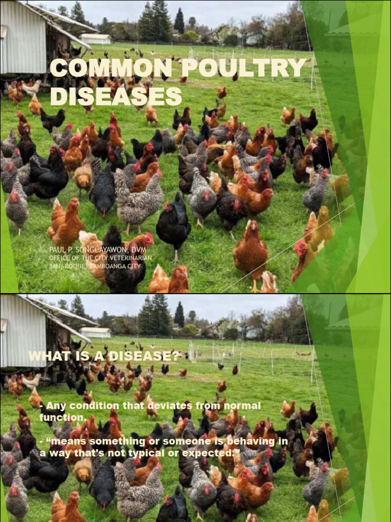 Common Poultry Diseases | PDF | Avian Influenza | Influenza