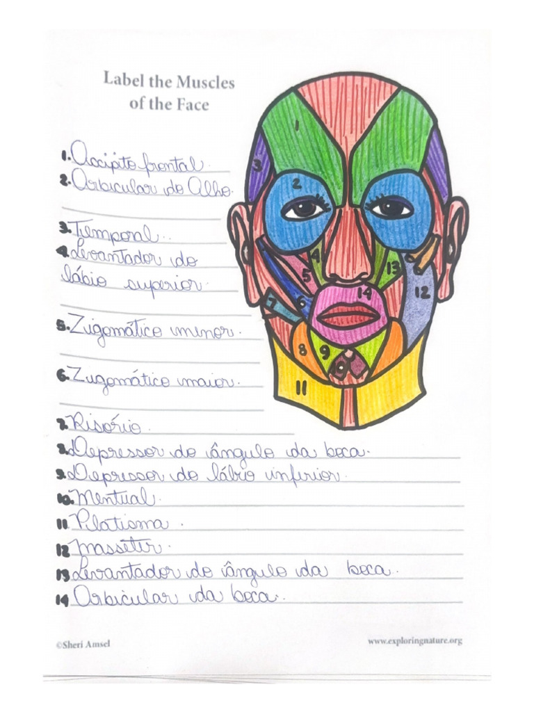 Label The Muscles | PDF
