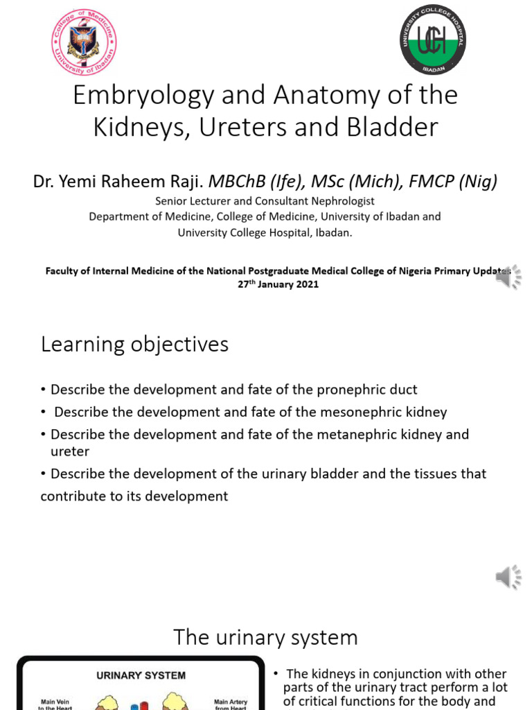 Urinary Bladder and Ureter Embryology | PDF | Kidney | Urinary System