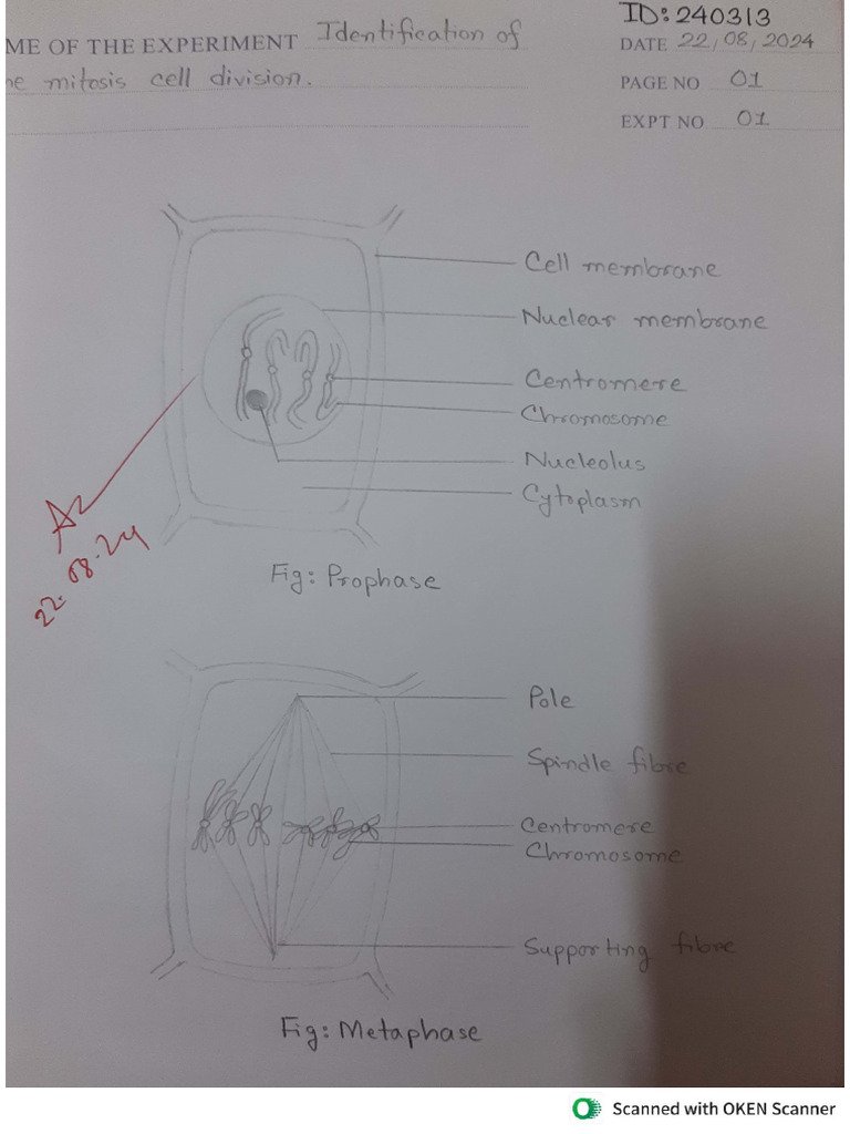 Bio 1st Paper Prac | PDF