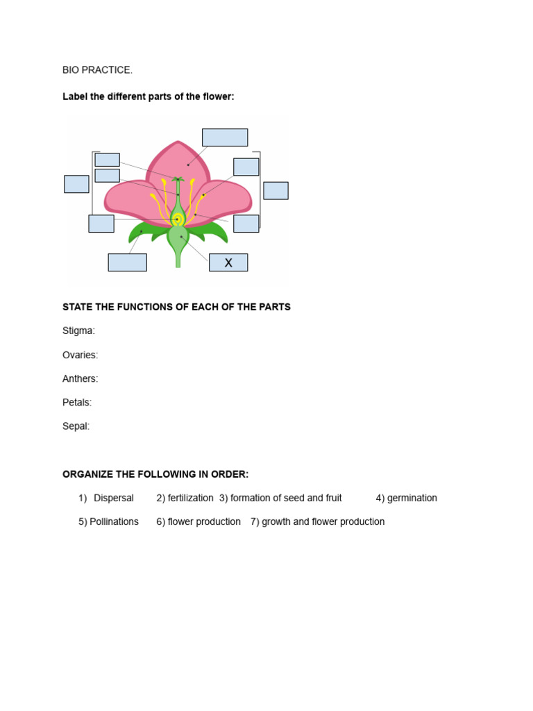 Label The Different Parts of The Flower:: Bio Practice | PDF