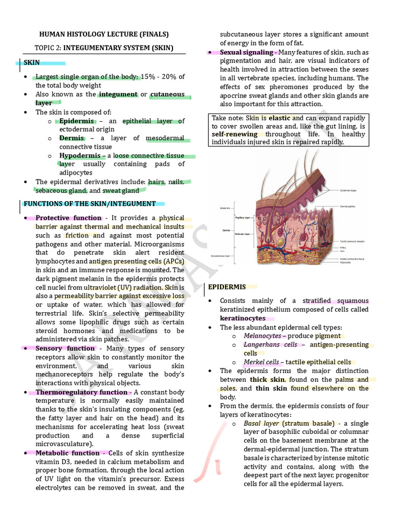 Topic 2 Integumentary System Skin | PDF | Skin | Epidermis