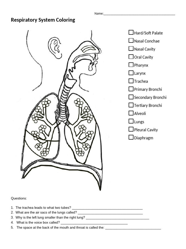 Respiratory System Coloring Guide | PDF