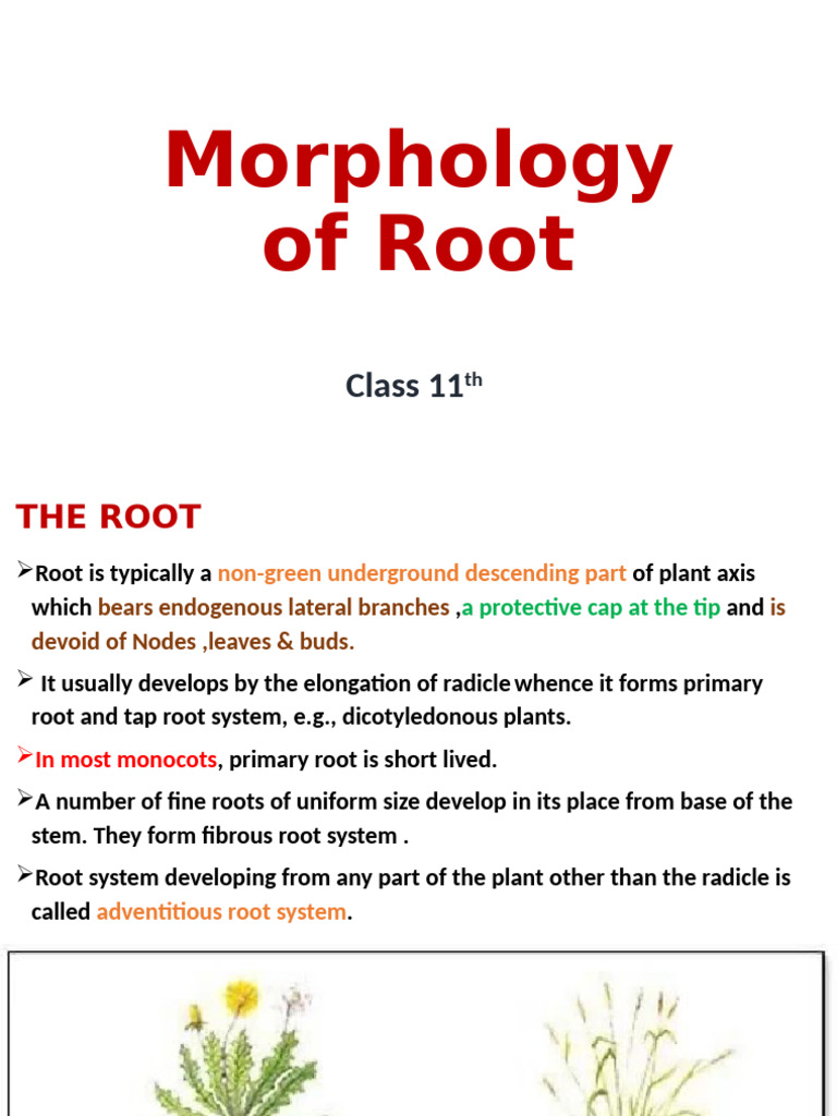 Morphology - Root | PDF | Root | Leaf