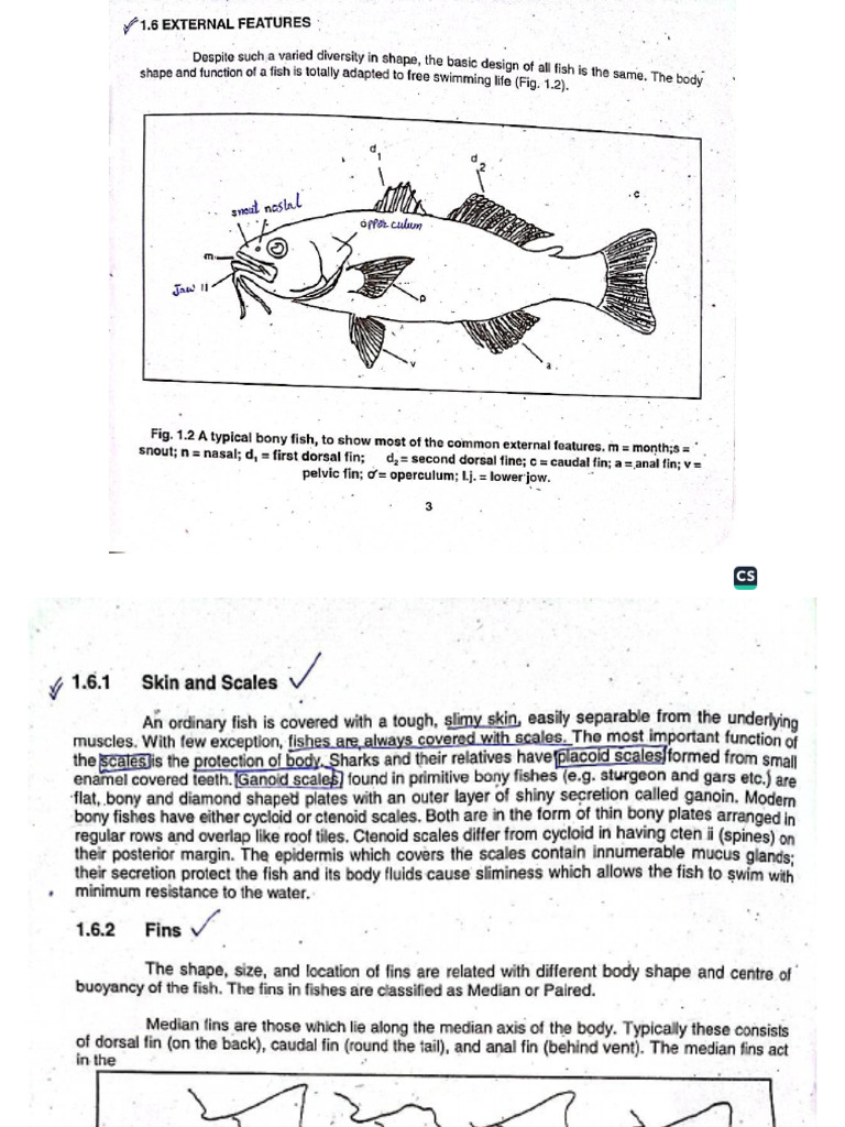 Fish Morphology | PDF