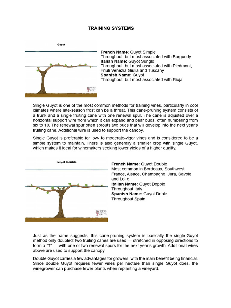 Overview of Vine Training Systems | PDF | Crops Originating From Europe ...