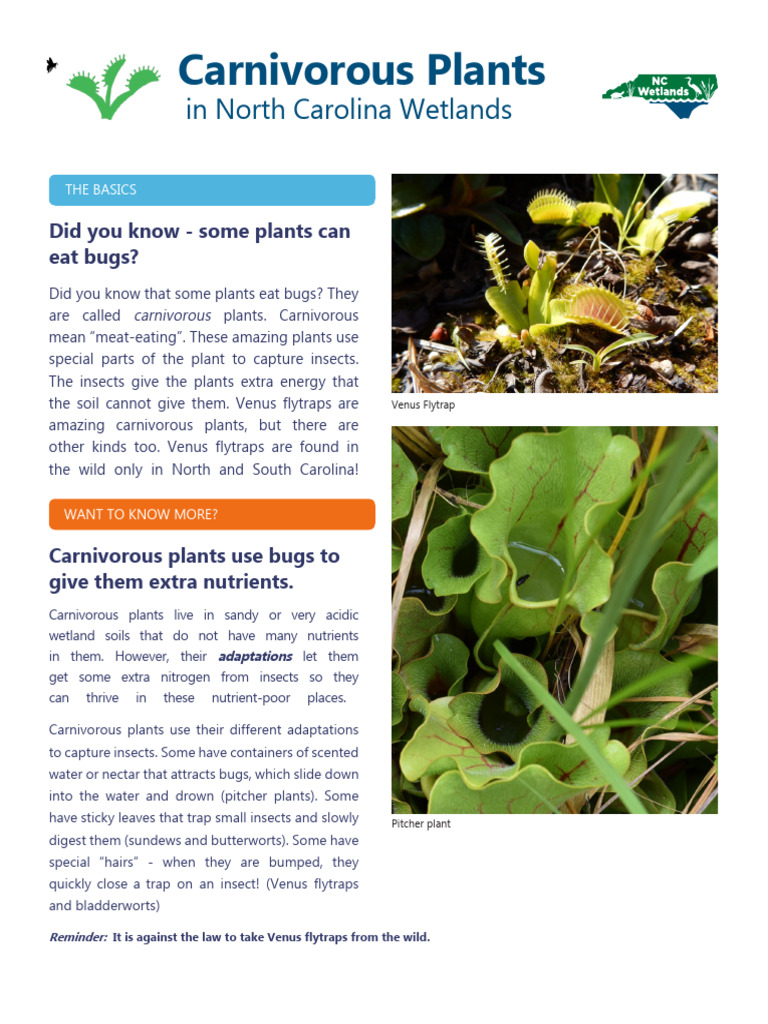 Carnivorous Plant Factsheet | PDF | Biology | Plants