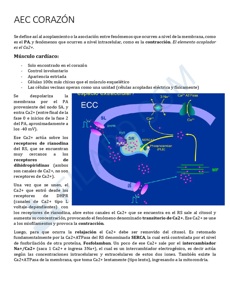 Mecanismos de contracción en el músculo cardíaco | PDF | Bioquímica ...