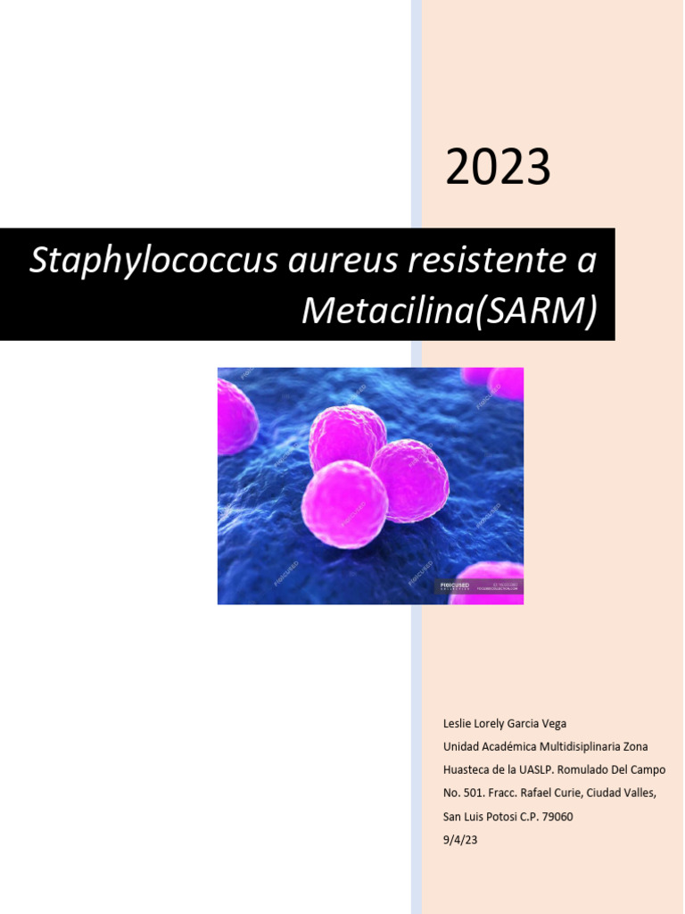 Lesly Lorely S.aureaus Resistente A La Metacilina | PDF | Staphylococcus Aureus | Microbiología