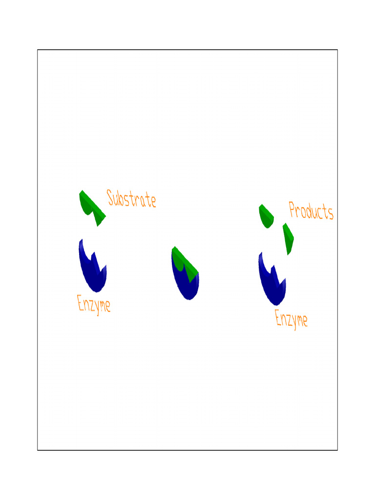 Enzyme 2 | PDF