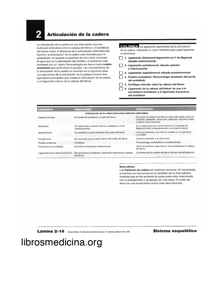 3-Articulació Maluc | PDF