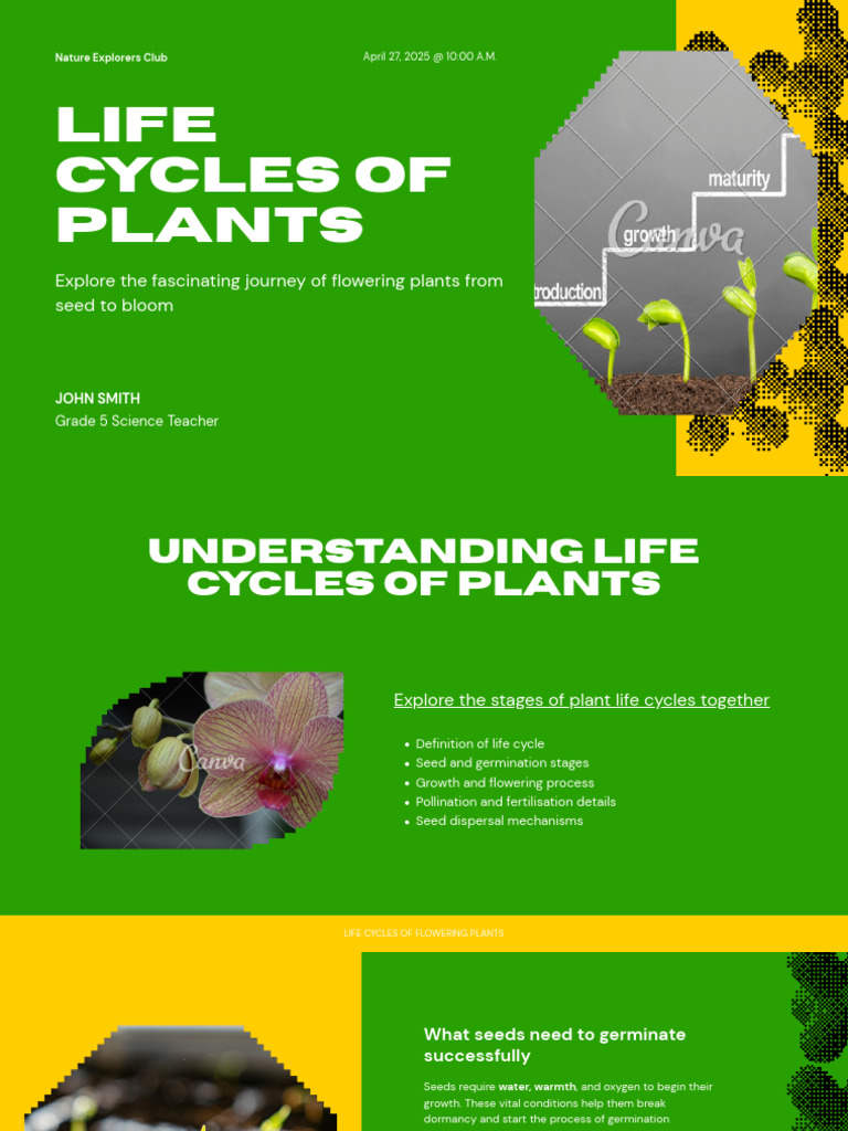 Life Cycles of Flowering Plants | PDF | Flowers | Seed