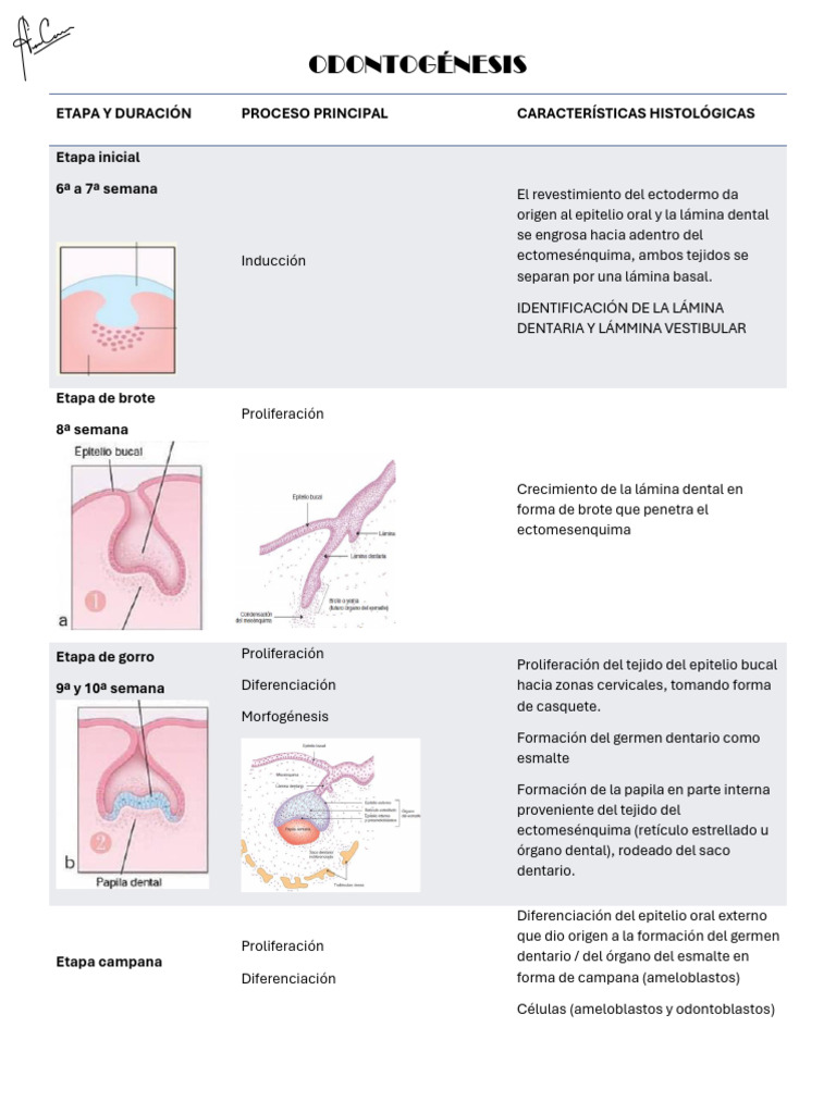 ODONTOGÉNESIS | PDF | Biología del desarrollo | Anatomia dental