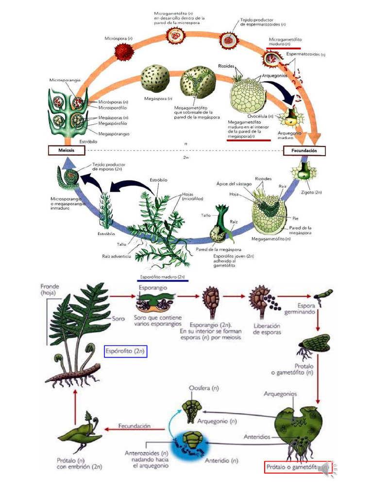 Morfo Vegetal Ciclos Biologicos | PDF