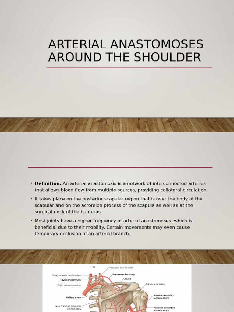 Arterial Anastomosis Around The Shoulder 1 | PDF | Shoulder | Angiology