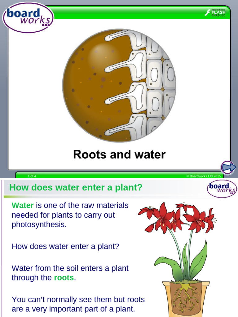 Roots and Water | PDF
